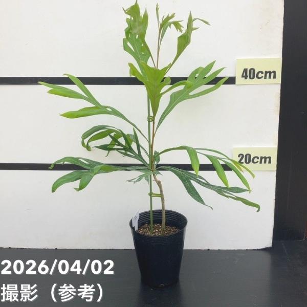 [グレビレア・バイレアナ]一般的に「グレビレア ゴールド」という名前で切り花やドライフラワーの素材として流通する植物です。若い株のうちは葉の裏側は緑色ですが、生育し大きくなるにつれ裏側がゴージャスな金色の葉が展開し始めます。寒さも0℃を下回...