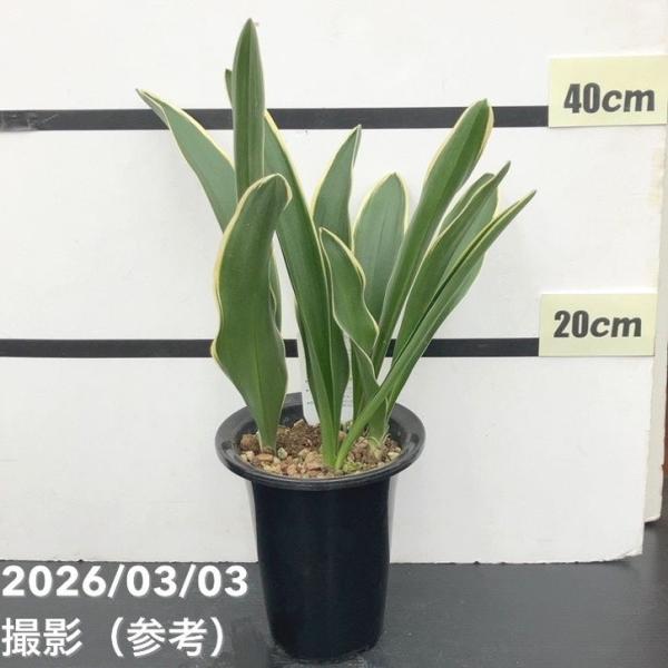 [万年青(おもと)]ユリ科の多年草です。日本原産のため日本の気候、風土によく合い、順応性が高く丈夫で、初心者にも育てやすい植物です。字の通りいつも青々と色褪せないことから、不老長寿、めでたい植物として知られる植物で、新築、開店、長寿のお祝い...