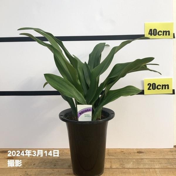 [万年青(おもと)]ユリ科の多年草です。日本原産のため日本の気候、風土によく合い、順応性が高く丈夫で、初心者にも育てやすい植物です。字の通りいつも青々と色褪せないことから、不老長寿、めでたい植物として知られる植物で、新築、開店、長寿のお祝い...