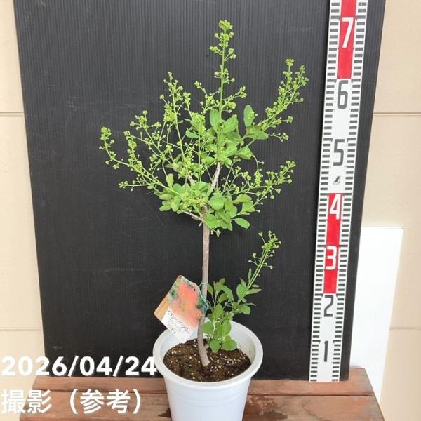 [スモークツリー ピンクボール]名前のとおりボール状の淡いピンクの花が咲きます。派手過ぎず、くすみがかったピンクなので上品さを演出するのにおすすめです。