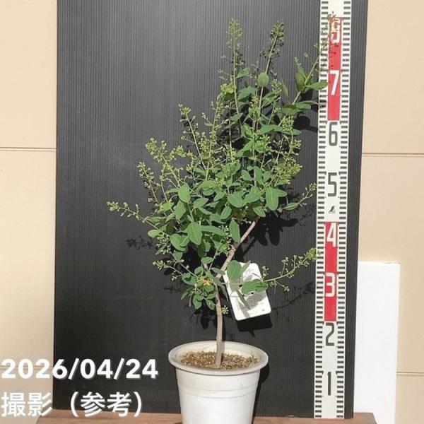 [スモークツリー ベストピンク]コンパクトな樹形で非常に花付きがよく、鉢植え向きの最適な品種です。花が咲いた後、綿のような毛（花柄）が煙のように見えます。鉢植えで栽培したり、狭いお庭にはピッタリな品種。1〜2ｍほどにしか成長しません。