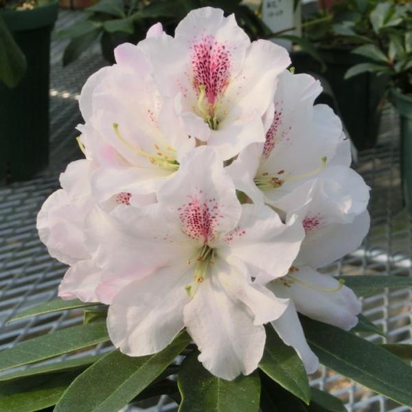 【発売日：2023年09月27日】[シャクナゲ マドンナ]白の中輪で、15輪ほどが縦長の見事な花房を作ります。上弁に入る褐色のスポットがアクセントになり良く目立ちます。↓↓↓商品サイズイメージはこちら↓↓↓