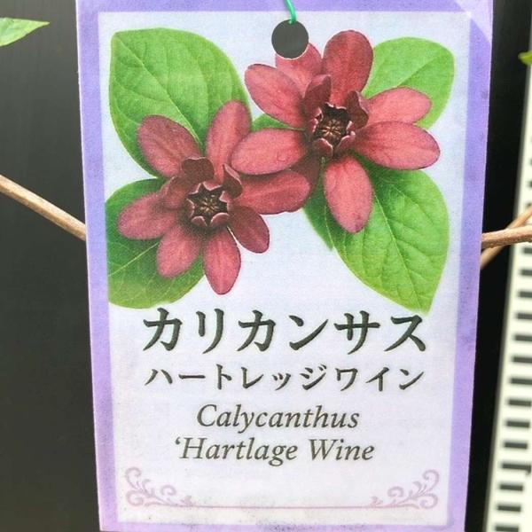[カリカンサス ハートレッジワイン]クロバナロウバイと夏ロウバイの種間交配種。花付きがよく、黒味を帯びたワインレッド色の花が咲きます。花径は約6〜8cmの大輪で、性質も丈夫で、コンパクトなため扱いやすい品種です。[管理のポイント]・水はけが...
