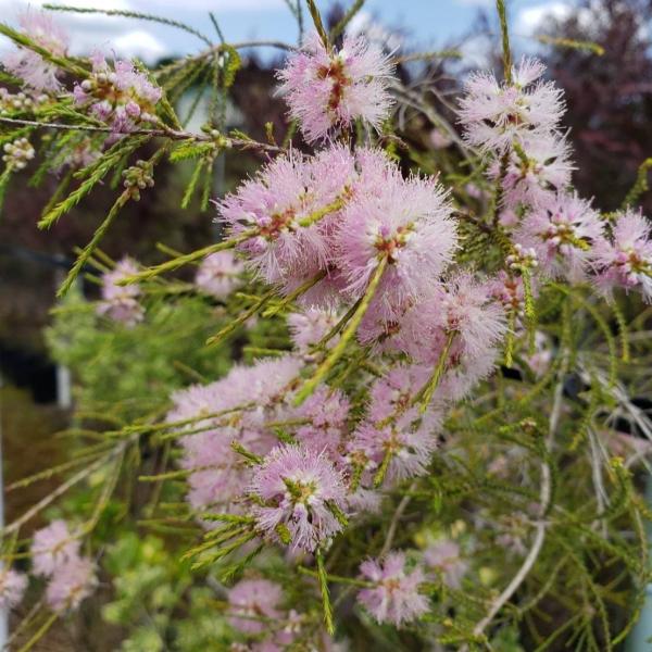 ※根は生育途中のため、根鉢をなるべく崩さないように植え替えてください。[メラレウカ]メラレウカはオーストラリア原産でフトモモ科の常緑性低木です。花の色は白、ピンク、赤などバラエティに富み、美しく庭を彩ってくれます。また、それぞれの葉には爽や...