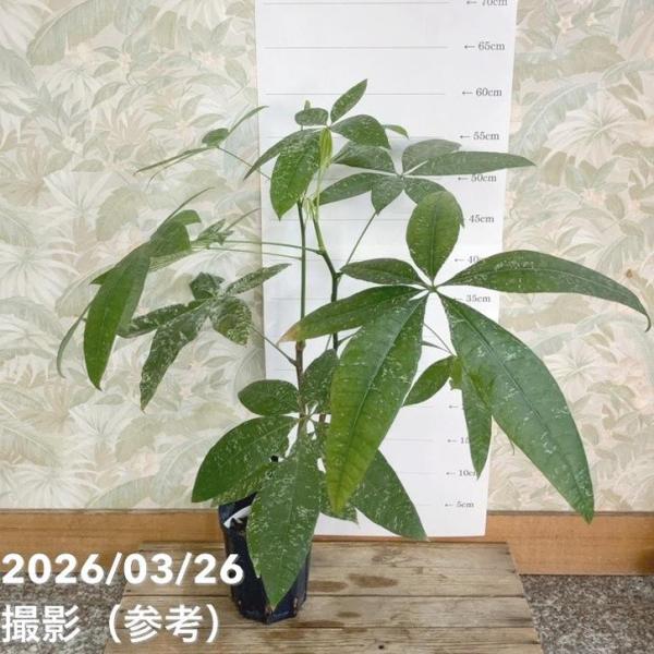 [斑入りパキラ]パキラは原産地では約20ｍにもなる、熱帯の常緑高木です。大きく育った樹木には果実が成り、種子は焼いて食用にされています。幹が特徴的で、細いもの〜太いもの、よじって仕立てたものなど樹形バリエーションも豊富です。こちらは珍しい、...