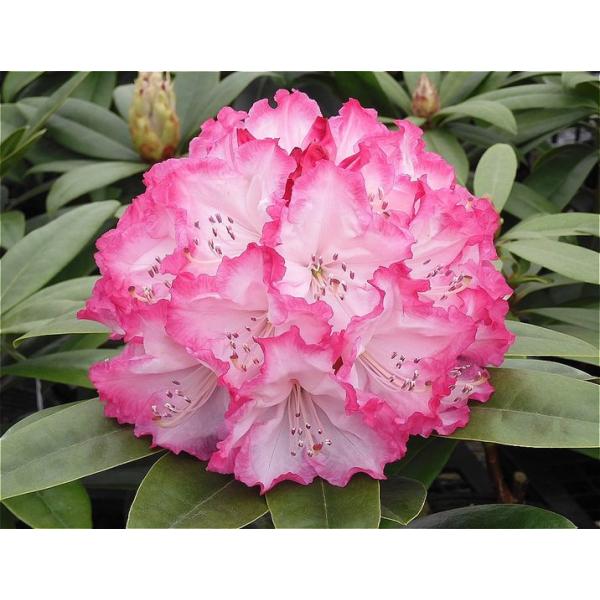 【発売日：2023年09月27日】[シャクナゲ ドレスアップ]艶やかなローズピンク覆輪の中輪花で、20輪程が大きなドーム状の花房を作りとても見ごたえがあります。花付きが良く若木のうちから花が楽しめます。↓↓↓苗の様子はこちら↓↓↓