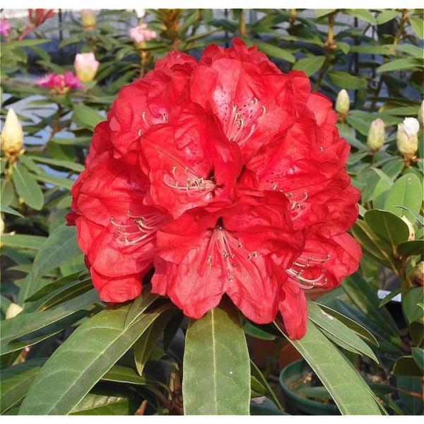 【発売日：2023年09月27日】[シャクナゲ ファイアードラゴン]光沢のある黒紅色中輪花で、15輪ほどがドーム状の花房を作ります。葉はツヤのある濃緑色で厚みがあり、重厚感があります。花色が退色しにくく、散るまで見事な濃い赤色を保つのが特徴...