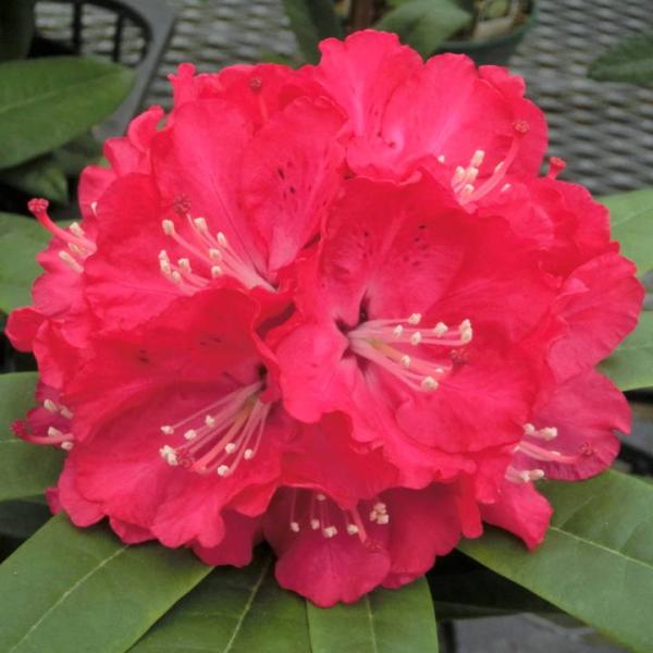 【発売日：2023年09月27日】[シャクナゲ スカーレットオハラ]赤みの強い桃紅色の中輪で、スポットが少し入る花です。12輪ほどが隙間のないドーム状の花房を作りますが、葯のクリーム色と赤い花弁とのコントラストが良く目立ち、とても華やかです...