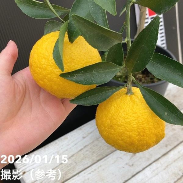 [みかん はるか]レモンのような鮮やかな黄色で、酸味が強そうですが、食べるとまろやかな甘さがあります。 やや外皮が厚いため、ナイフで切れ目をいれてから剥くと向きやすいです。グレープフルーツのようにスプーンですくって食べるのもよいです。