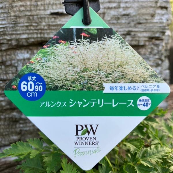 [アルンクス シャンテリーレース]アルンクス シャンテリーレースは、日本の高温多湿の環境に適しており根づけば植えっぱなしでも大丈夫なローメンテナンスな植物です。耐陰性に優れており日陰でも花を咲かせ、よく育ちます。アルンクス シャンテリーレー...