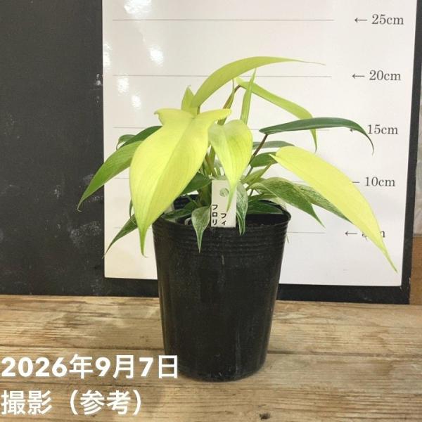 [フィロデンドロン フロリダゴースト]フロリダゴーストは、新芽の色が季節によって変化するユニークな植物です。冬から春にかけて白っぽい葉が出て、夏には濃い緑の葉が展開します。白い葉が残ることで、成長とともに美しいグラデーションが楽しめます。環...