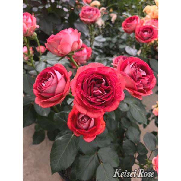 [ストロベリー ミスト]独：コルデス：2022年品種登録出願済花色：テラコッタレッド裏弁白香り：微香花径/4〜5 cm、花弁数/50 枚花形/カップ咲、樹高/0.6〜0.8 mテラコッタレッドに裏弁白の色合いで、コロンと可愛らしく丸みを帯び...