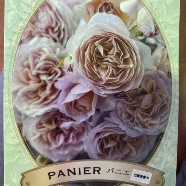 [パニエ]花期/四季咲き香り/中香 ティーにダマスク樹高・樹形/0.9ｍ〜1.1ｍ、FL花径/中輪花形/ロゼット咲きくすんだピンクにブラウンがかる茶系の花がアンティークのかごに良く合いそうでフランス語でパニエと命名。甘く優しいティーにダマス...