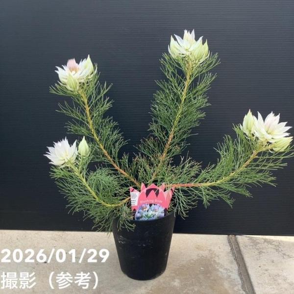 [セルリア ブラッシングブライド]ブラッシングブライドは直径約5cmの白い花で、故ダイアナ妃の結婚式のブーケに使用されたことで注目された品種です。セルリアは、南アフリカ原産の常緑低木樹で、オーストラリアでもよく栽培されています。たくさんの花...