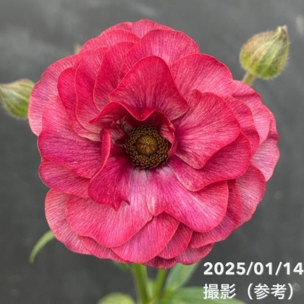 [ラナンキュラス ラックスシリーズ] ラックスは異種間交配で生まれた新しいラナンキュラスです。ラナンキュラスの育種で有名な、宮崎県の綾園芸さん人気品種で、日本フラワー・オブ・ザ・イヤー2015ガーデニング部門「最優秀賞」や第53回農林水産祭...