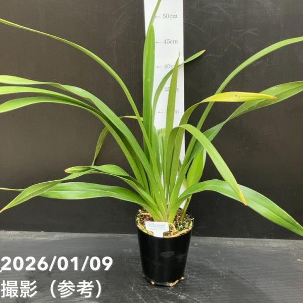 [シンビジューム フォアゴットンフルーツとは]シンビジューム フォアゴットンフルーツは、他のミツバチ誘引蘭同様キンリョウヘンの血をひいており、その性質が色濃く出ているシンビジュームの一つです。一般に誘引蘭として知られる品種と比べるとその効果...