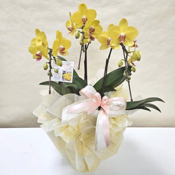 [ミディ胡蝶蘭 ナオミゴールド 3本立]☆ジャパンフラワーセレクション2018ー2019最優秀賞受賞のナオミゴールドは黄色と赤系のリップがキュートで鮮やかな花色。「幸せの黄色い胡蝶蘭」はフラワー・オブザイヤーに輝いたおすすめの胡蝶蘭です。日...