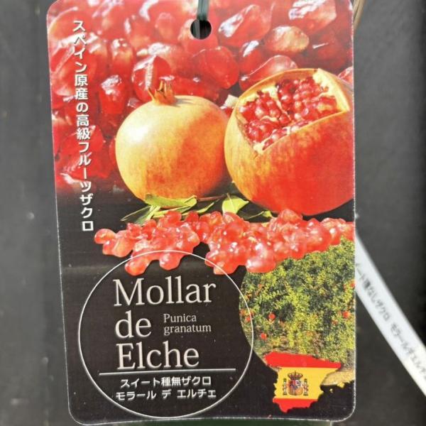 [スイート種なしザクロ モラール デ エルチェ]原産国であるスペインで最も人気のあるザクロで、市場で最も甘い石榴の一つとしても知られる品種です。クリーム色〜赤い大きな果実に際立つ甘みが特徴で、さらに種子が小さく柔らかいため、そのまま簡単に食...