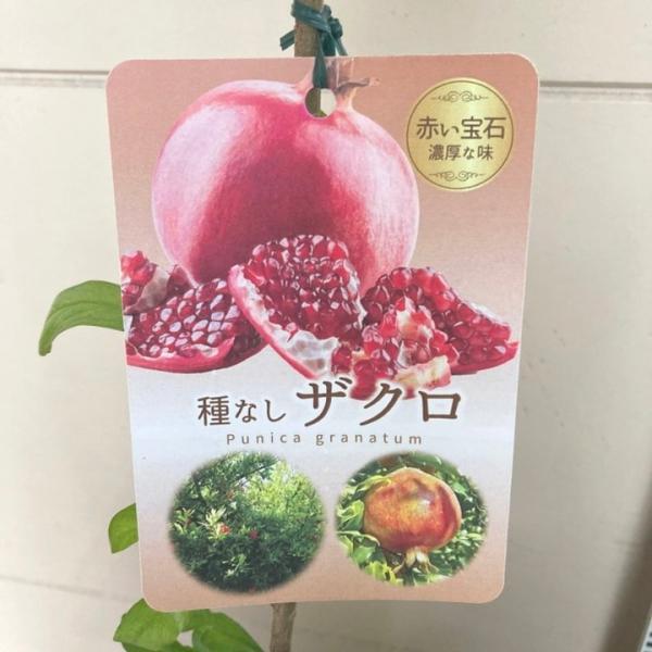 [種なしザクロ]まるで宝石のような美しい実がなるザクロです。「タネなし」というとタネがないような名前ですが、実際にはタネはちゃんとあります。果物は基本的にタネがある方が甘くて美味しい実がなると言われるようにこのザクロもとても濃厚で甘味としっ...