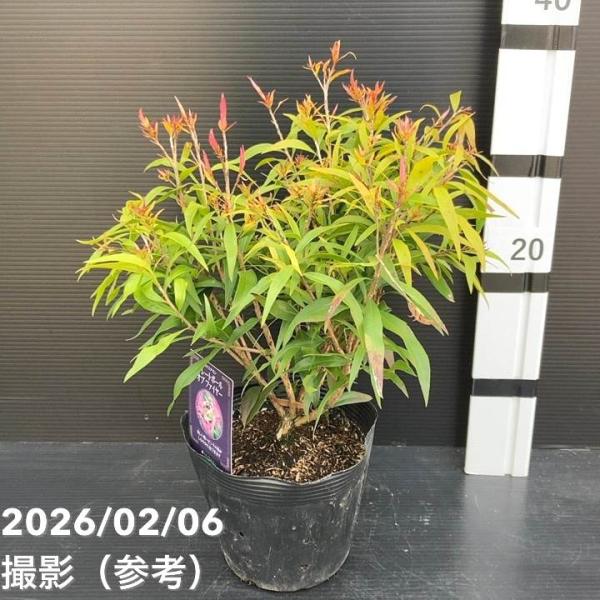 [カリステモン]カリステモンはオーストラリア原産のフトモモ科、低木から高木の常緑性花木です。別名をブラシノキや金宝樹(キンポウジュ)とも言い、ボトルブラシのような円筒形の花を咲かせます。花序の先から枝が伸びるため、花が串刺しの団子のように見...