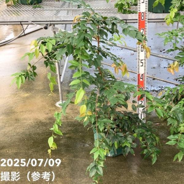 [ジャボチカバの特徴]ジャボチカバは、幹や枝に直接実をつける珍しい熱帯果樹で、黒紫色のブドウのような果実が特徴です。果実は甘酸っぱく、生食やジャムにも利用されます。観賞価値も高く、樹形も美しいため観葉植物としても楽しめます。[管理方法]日当...