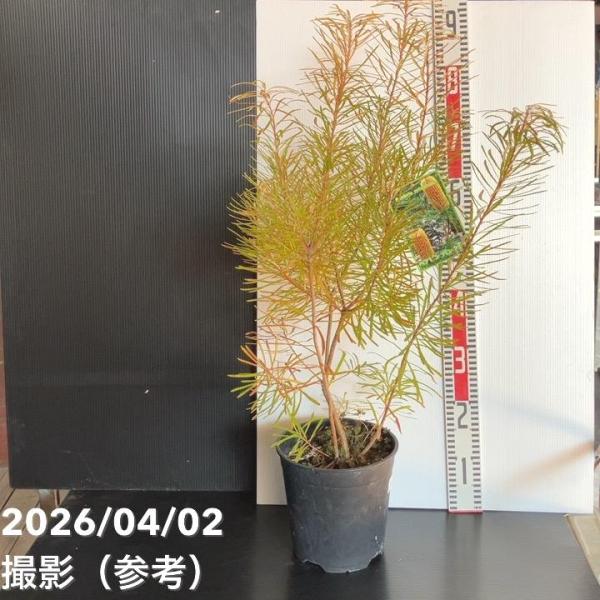 [バンクシア スピヌロサ ヘアピンバンクシアの特徴]バンクシア・スピヌロサ（ヘアピンバンクシア）は、オーストラリア原産の常緑低木で、細く針のような葉と独特の花姿が魅力のワイルドフラワーです。花は円筒状で存在感があり、庭のアクセントとして人気...