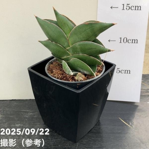 [サンスベリア ビルバオ Bilbao]肉厚で力強い葉がロゼット状に重なり合う美しい品種です。濃緑の葉に明るい縁取りが映えます。流通量の少ない品種です。[サンスベリア(サンセベリア)]珍しいサンスベリアを海外(タイ王国)から直接輸入し社内の...