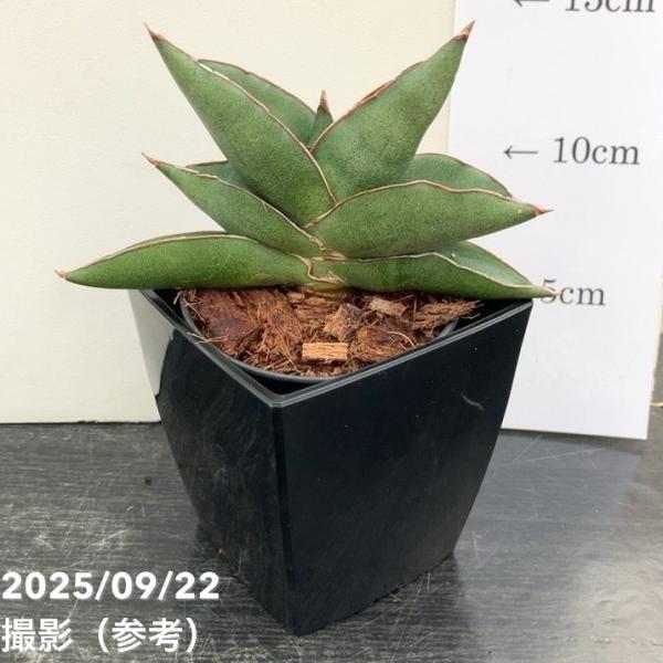 [サンスベリア オペラハウス Opera house]肉厚な葉が重なり合い、オペラハウスの屋根のようなシルエットを描く個性的な品種です。流通量の少ない珍しい品種です。[サンスベリア(サンセベリア)]珍しいサンスベリアを海外(タイ王国)から直...