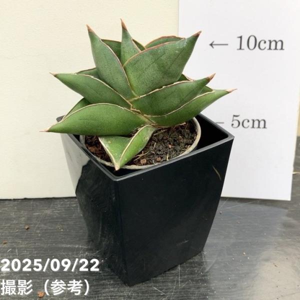 [サンスベリア ビルバオ Bilbao]肉厚で力強い葉がロゼット状に重なり合う美しい品種です。濃緑の葉に明るい縁取りが映えます。流通量の少ない品種です。[サンスベリア(サンセベリア)]珍しいサンスベリアを海外(タイ王国)から直接輸入し社内の...