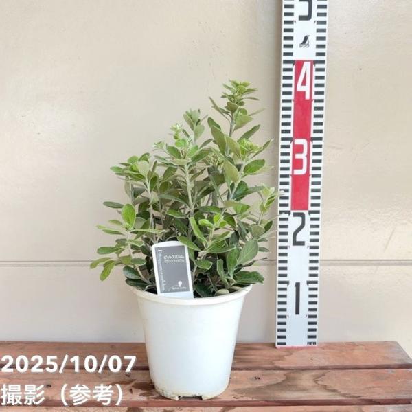 [ピットスポルム クラッシフォリウムの特徴]ピットスポルム クラッシフォリウムは、丸みを帯びた肉厚の葉とシルバーがかった枝が特徴的な、ニュージーランド原産の常緑低木です。やわらかで落ち着いた雰囲気を持ち、寄せ植えやナチュラルガーデンの素材と...