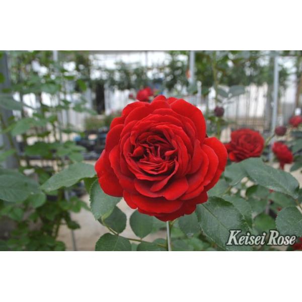 [ライデンシャフト]独：コルデス：2017年商標登録出願準備中花色：赤香り：微香花径/5〜7 cm、花弁数/50〜60 枚丸弁ロゼット咲、樹高/1.8 mドイツ語で「情熱」の意味の通り、情熱的なマットできれいな赤が目を引きます。深緑の艶やか...