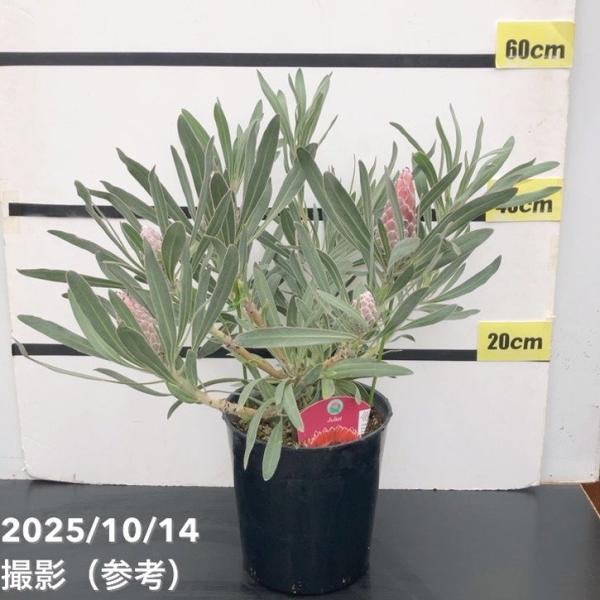 [プロテア ジュリエット]南アフリカやオーストラリアの常緑低木です。つぼみが開いてから大変長く花持ちする樹木で、切り花だけでなくドライフラワーにも使用されています。プロテア ジュリエットはシルバーの葉と巨大のピンク色の花が特徴で、花びらには...