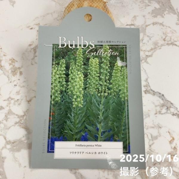 [フリチラリア ペルシカ ホワイト]こちらの商品は、フリチラリア ペルシカ ホワイトの球根（1球入り）です。
