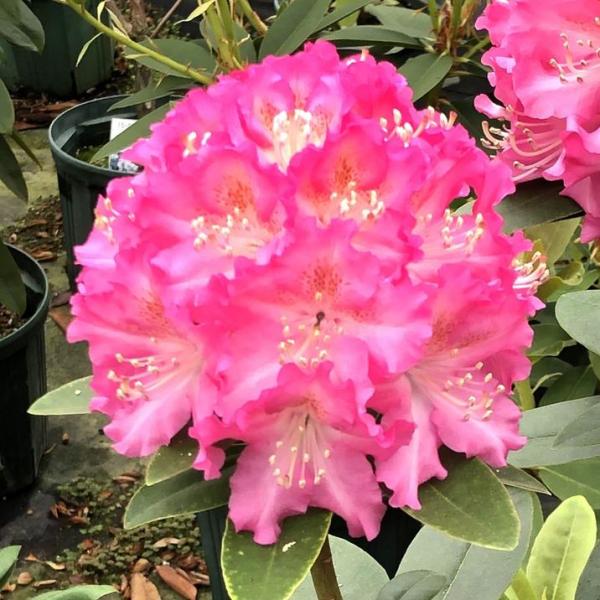 [シャクナゲ ジャンヌ]やや底白で濃ピンクの花が20輪ほど集まり、しっかりしたボール状の見事な花房を作ります。花芽が大きく松笠模様になるのも特徴です。↓↓↓商品イメージはこちら↓↓↓