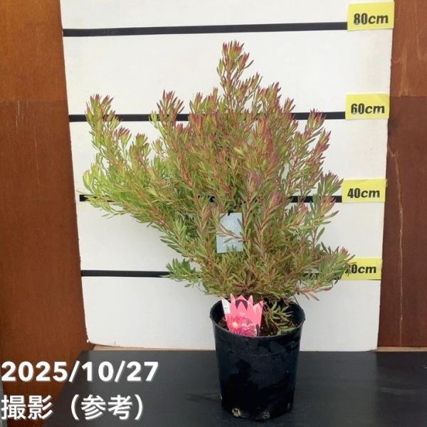 [リューカデンドロン ゾーイ]南アフリカ原産の野生種を基に、オーストラリアで作出された園芸品種。冬から春にかけて、枝先の苞葉が緑から赤や黄色に色づき、美しいグラデーションを楽しめます。比較的コンパクトで扱いやすく、庭植えや鉢植えにも適してい...