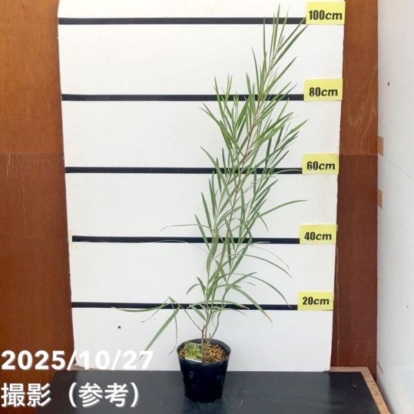 [アカシア（ナガバアカシア）ロンギフォリア]南東オーストラリアの沿岸地域を原産とする常緑小高木で、春に明るい黄色の小花をたくさん咲かせます。「ロンギフォリア」はラテン語の longus（長い）と folius（葉）に由来し、和名ではナガバ（...