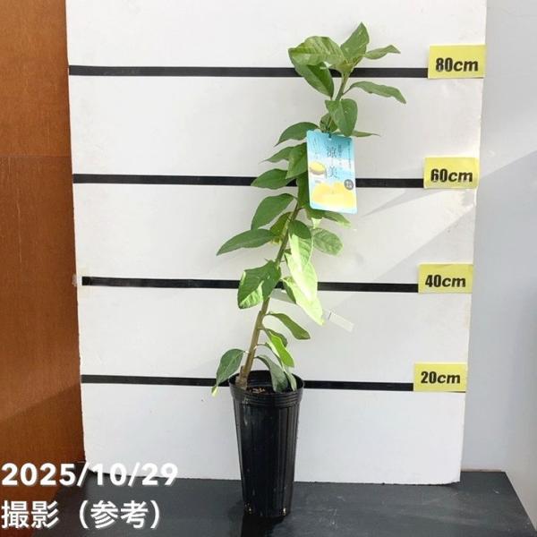 [レモン 涼美（すずみ）の特徴]「涼美（すずみ）」は、夏採りができる晩生タイプの国産レモンです。果実は約200gと大ぶりで、皮が薄く果汁が多く、香り豊かで酸味がまろやかです。夏でも果実がしっかり熟すため、国産レモンの中でも希少な夏採りタイプ...