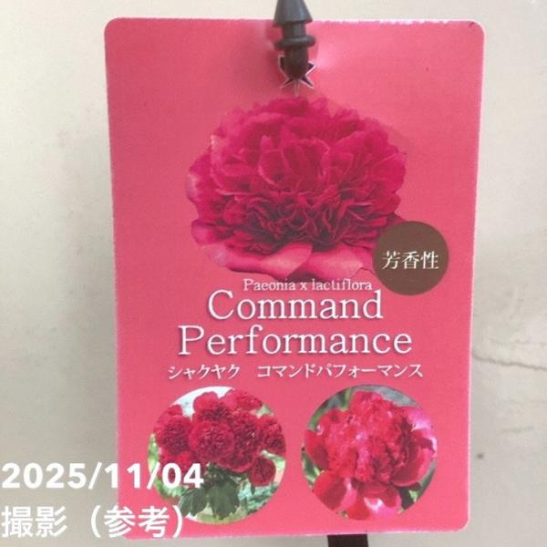 [シャクヤク コマンドパフォーマンスの特徴]シャクヤク コマンドパフォーマンス（Paeonia lactiflora 'Command Performance'）は、力強く鮮やかな赤花が印象的な人気の大輪品種です。花径は約20cmにも達し、...