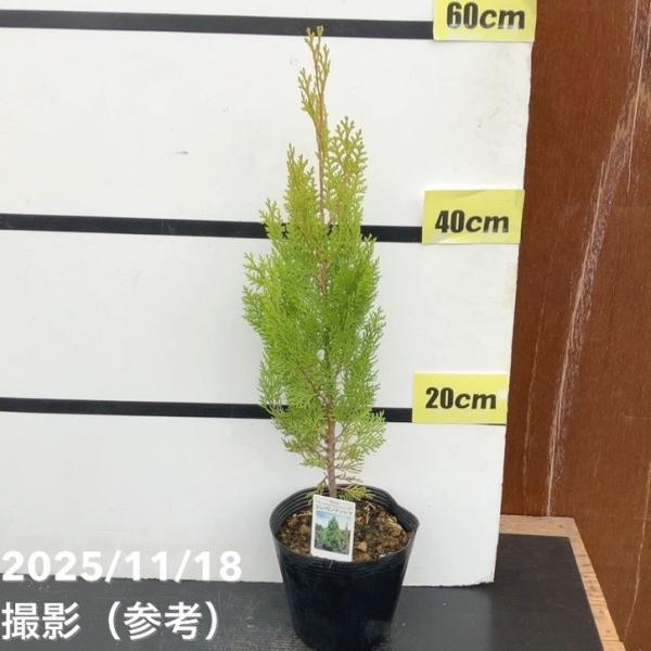 [コニファー エレガンティシマ]春は鮮やかな黄金色で夏は黄緑色、冬は紫っぽい茶色になります。樹形がよく、主幹、側枝ともに直立し、枝葉も密に茂ります。横幅はあまり出ず、刈り込みにも耐えるので、様々な雰囲気の庭づくりに合わせられます。[コニファ...