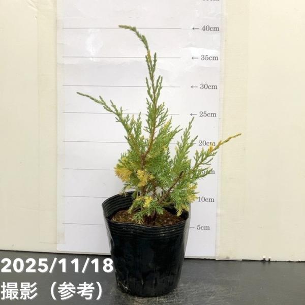 [ブルー&amp;ゴールドの特徴]ブルー&amp;ゴールドは、ブルー系とゴールド系の葉色が混ざる独特の色彩が美しいハイブリッドタイプの這性コニファーです。庭に彩りを与えるカラーリーフとして人気で、単植でも寄せ植えでも存在感があります。生育が...