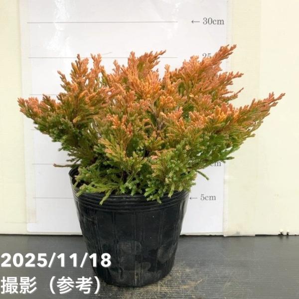 [ライムグローの特徴]ライムグローは、明るいライムイエローの葉色が魅力の這性コニファーです。庭をぱっと明るくするカラーリーフとして人気が高く、四季を通して鮮やかな発色を保ちます。生育はゆっくりめで扱いやすく、ロックガーデンや花壇のアクセント...