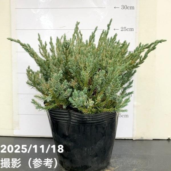 [ブルーカーペットの特徴]ブルーカーペットは、まるで青い絨毯のような美しい広がりを見せる人気の這性コニファーです。鮮やかなブルーが庭をスタイリッシュに彩り、ロックガーデン・前景植栽・法面植栽に非常に適しています。[コニファー]コニファーはヒ...