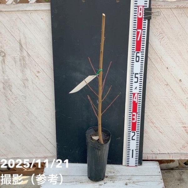 [桃 黄金桃の特徴]黄金桃は、果肉が鮮やかな黄色をした人気の中生種で、大きく色づきの良い実をつけます。平均250〜300gほどの果実は甘みが強く、トロピカルフルーツのような濃厚な香りが特徴です。収穫期は8月頃で、植え付け後2年ほどで結実し始...