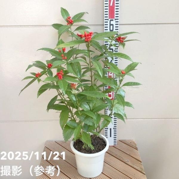 [千両 センリョウの特徴]千両（センリョウ）は、冬に鮮やかな赤い実をつける縁起植物として人気があり、画像のように艶のある緑葉とたっぷり実る赤実のコントラストが美しい常緑低木です。お正月飾りとして定番で、庭植えはもちろん室内での観賞にも適して...