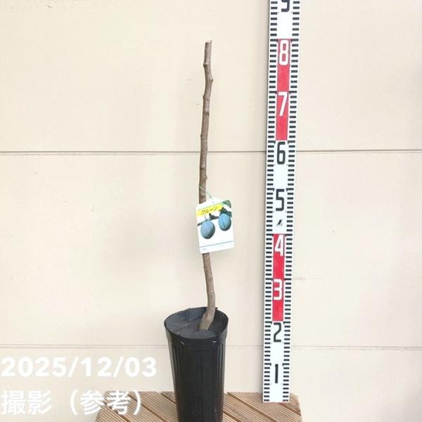 [プルーン シュガー]プルーン「シュガー」は、酸味が少なく甘みが強い食べやすい品種で、果肉はジューシーで滑らかな口当たりが特徴です。収穫期は8月頃で、完熟すると香りが高まり、生食はもちろんジャム作りにも適しています。樹勢は比較的強く、家庭の...