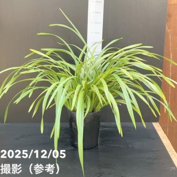 [キンリョウヘン]日本ミツバチを使った養蜂を始めるにあたって、とても大切な蘭(ラン)です。一般的には、シンビジュームのデボニアナムとミスマフェットと合わせて、「ミツバチ蘭」や「ミツバチ誘引蘭」という呼び名で知られています。自然開花時期は、主...