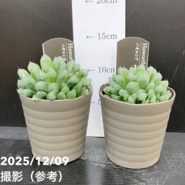 [ハオルチア オブツーサ]厚みのある丸い葉がこんもりとドーム状に育つ、いわゆる「軟葉系」に分類されるハオルチアの一種です。葉先には「窓」と呼ばれる透明な部分があり、そこから光を取り込んで育ちます。この透明感のある葉姿から、和名では「雫石（し...