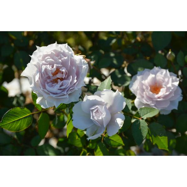 [ザ・セレスティアル]花色/淡い藤色（青みがかったシルバーグレー）花形/宝珠弁咲き（ヘブンリー系）花径/中輪（房咲き）香り/中香香質/ダマスクにティ花期/四季咲き樹高/約60〜90cm樹形/木立樹形・横張りタイプ樹勢/普通耐病性/うどんこ病...