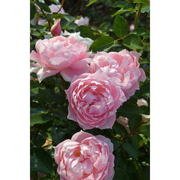 [ローブ・デ・コルテ]花色/淡いサーモンピンク（黄みがかったピンク系）花形/波状弁咲き（中輪・房咲き）花径/中輪香り/中香香質/ティ（紅茶系）花期/四季咲き樹高/約90~120cm（木立樹形・普通タイプ）樹形/木立樹形（普通タイプ）樹勢/普...