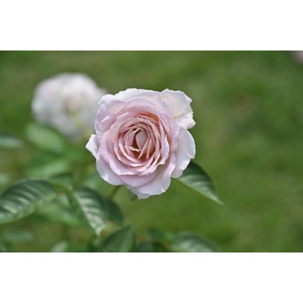 [タフタ]ニュアンスのあるベージュがかったピンクの花色。おおらかで上品な花がドレープの美しいドレス生地「タフタ」のようで命名。トゲは少なめで耐病性も強く、繰り返しよく咲く美しいバラ。花期/四季咲き香り/中香 ティー樹高・樹形/0.8〜1.0...